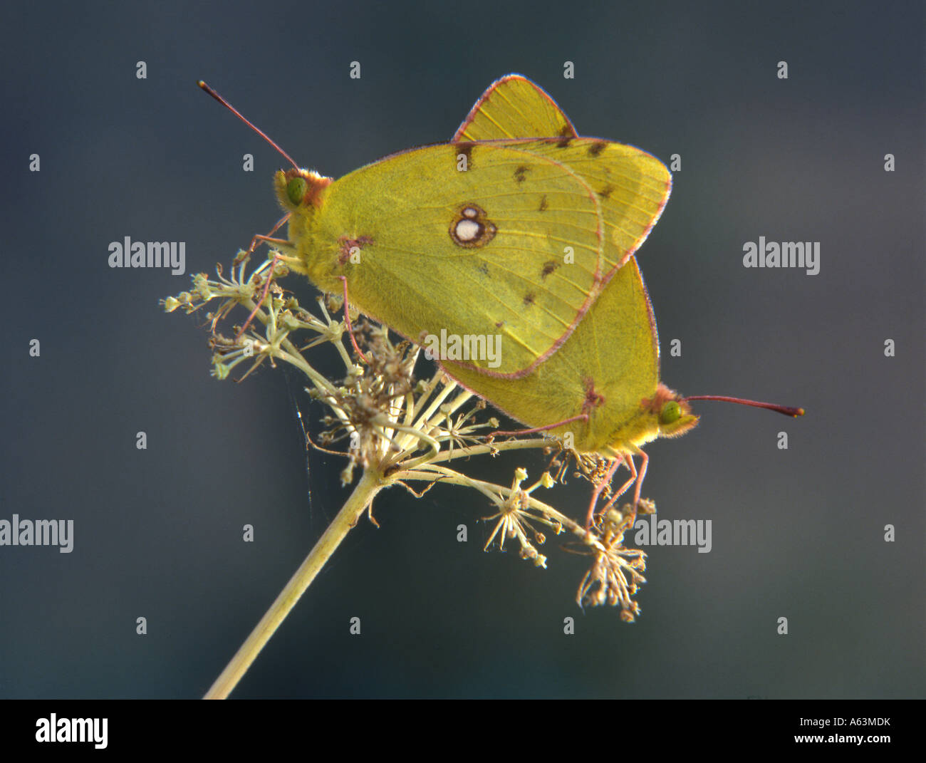 Berger's clouded yellow butterfly mating (Colias australis) native to ...