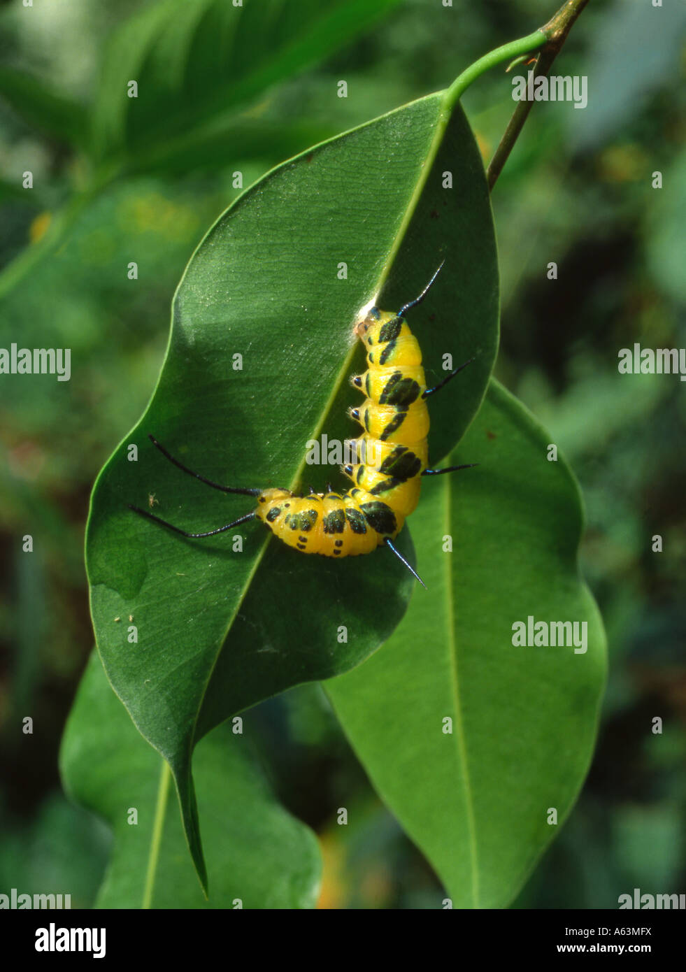 Ruddy daggerwing butterfly caterpillar pupating Marpesia petreus ...