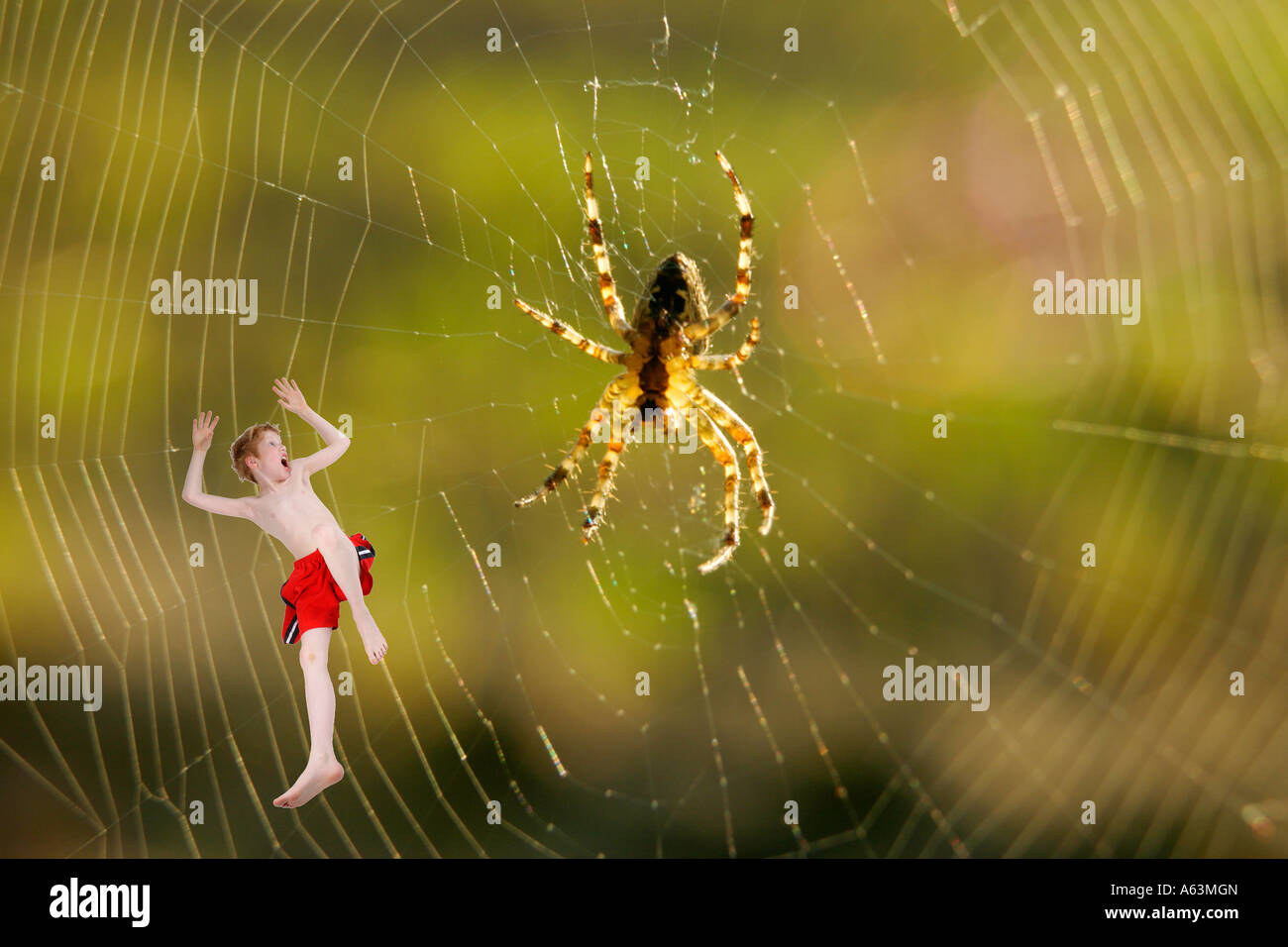 faked photo of a little boy who is caught in a garden spider´s net ...