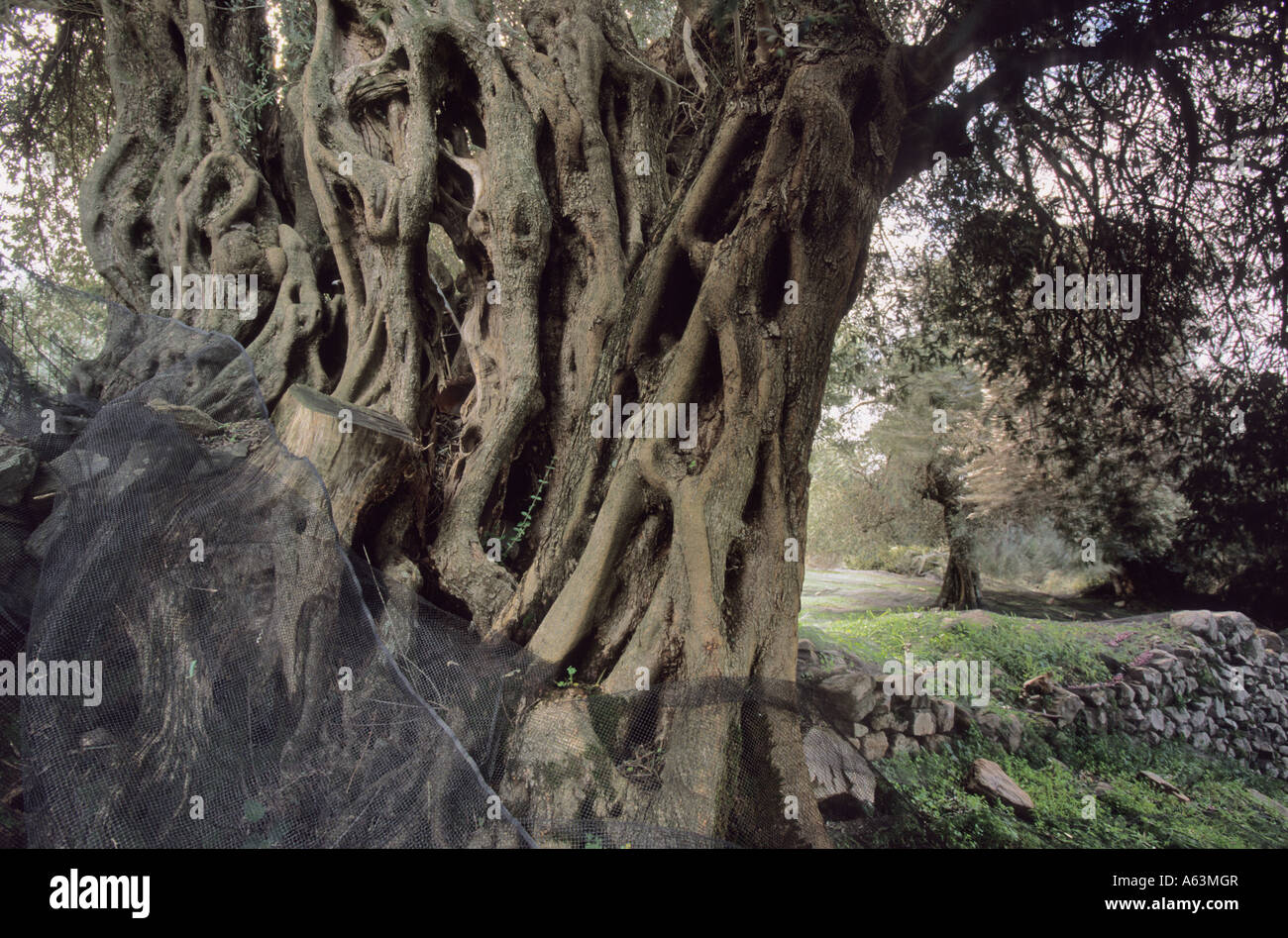 Ancient olive tree more than a years thousand old on the slopes of ...