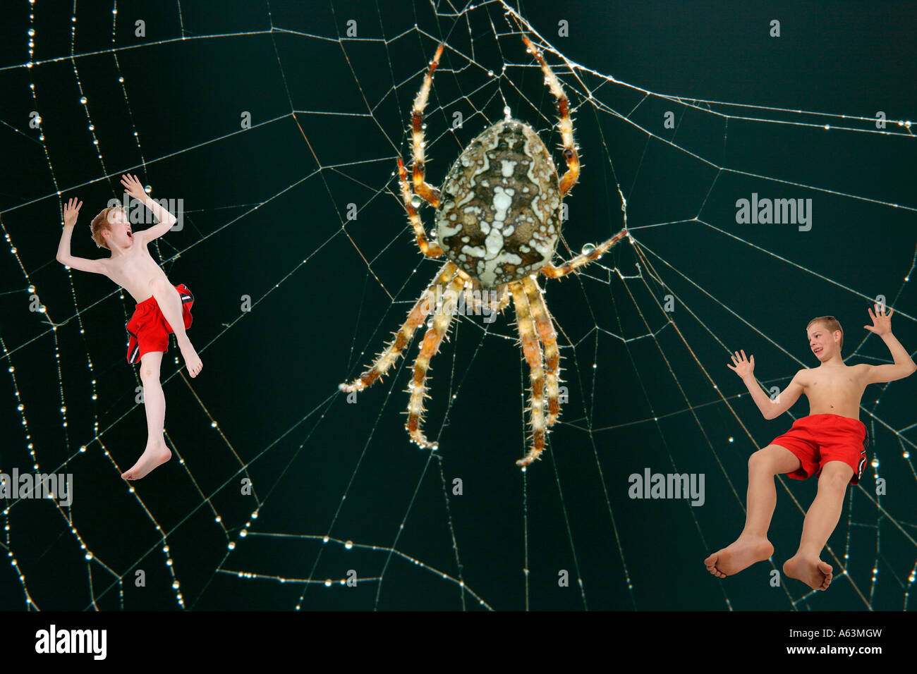 faked photo of two young boys who are caught in a huge garden spider´s ...