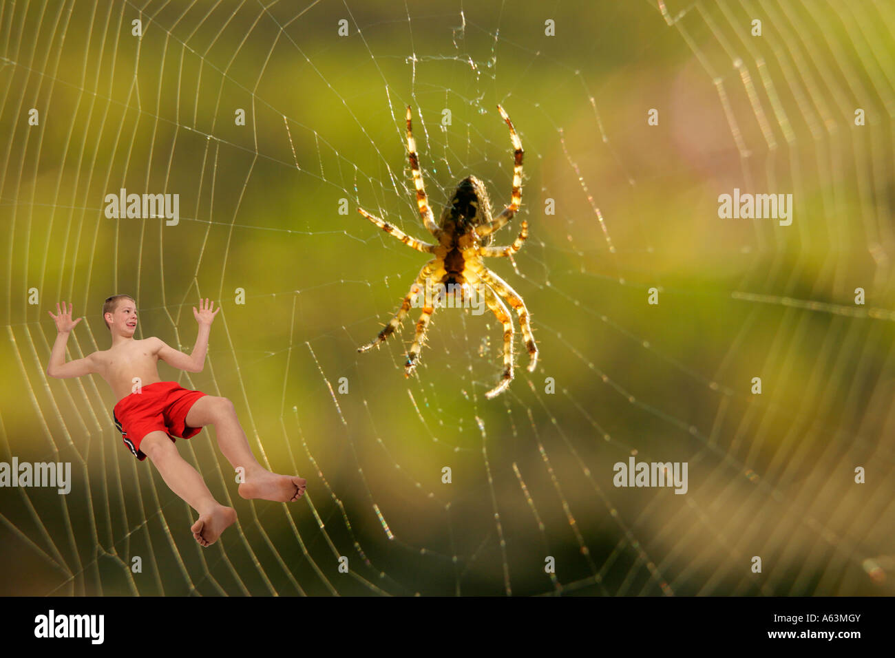 faked photo of a young boy who is caught in a garden spider s net Stock ...