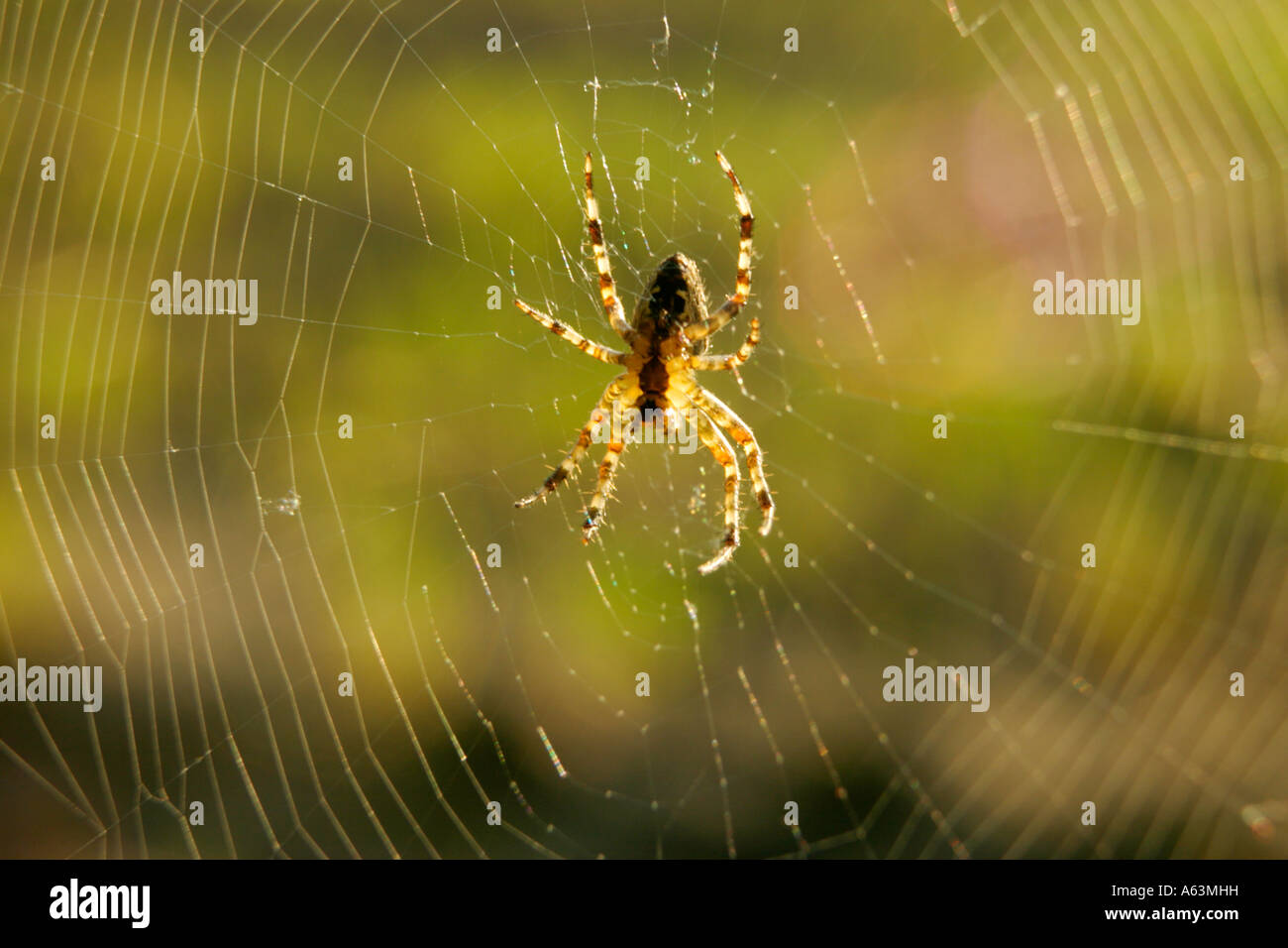 garden spider in its net Stock Photo - Alamy