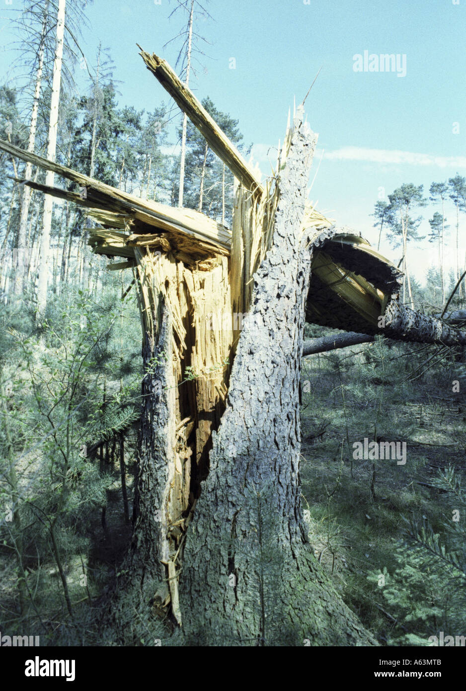 Fallen tree in forest Stock Photo - Alamy