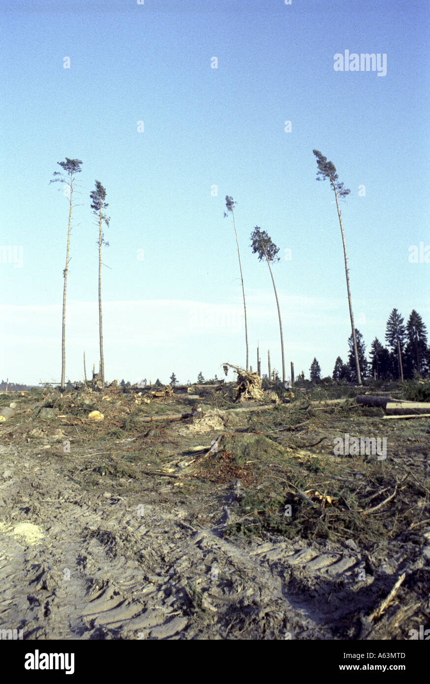 Stumps of chopped trees on landscape Stock Photo - Alamy