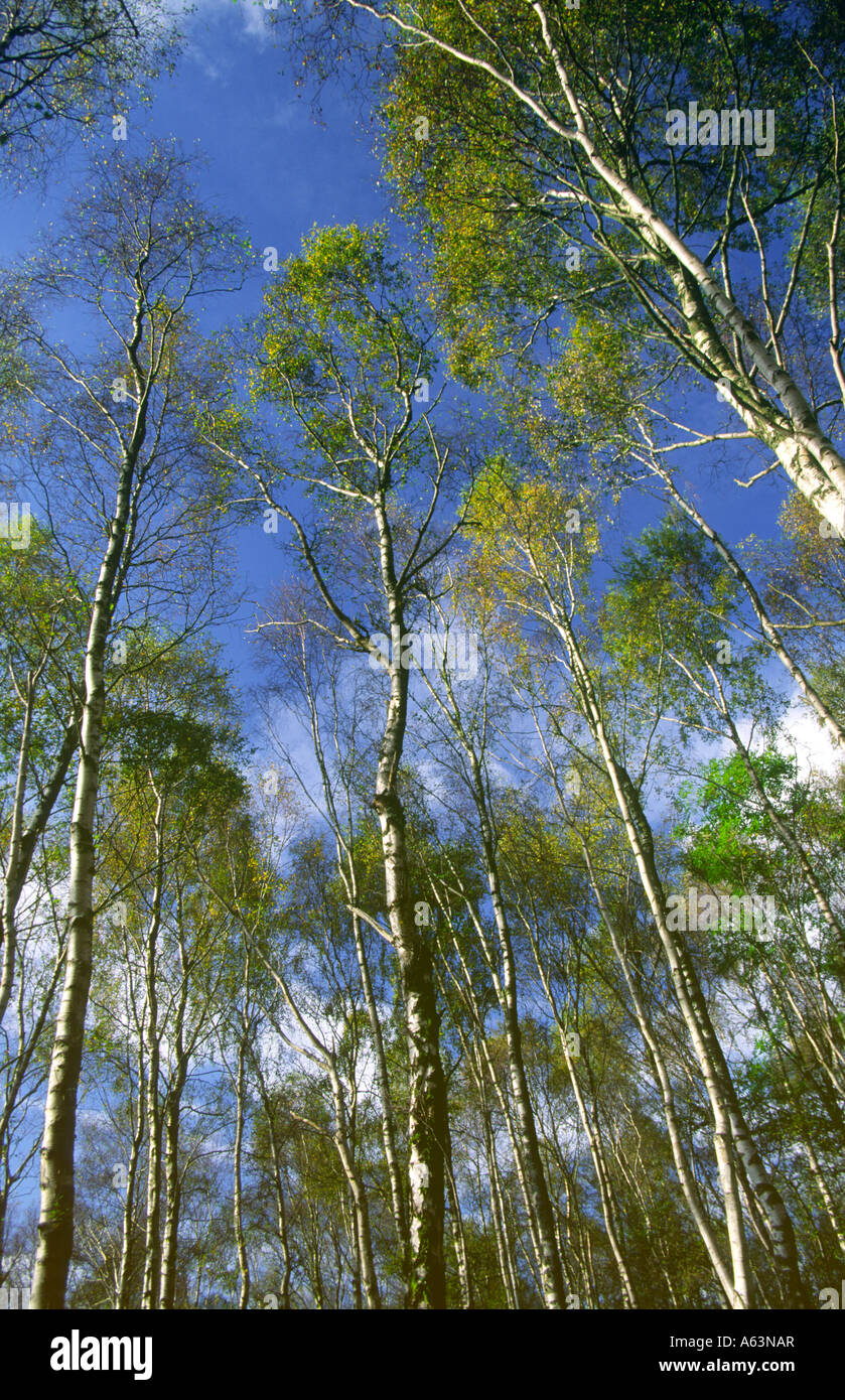 Wind Blowing Trees In Forest Wind Gently Blowing Through The Trees