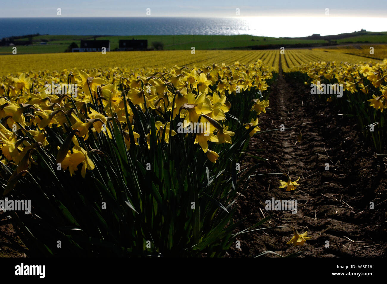 daffodil fields Stock Photo - Alamy