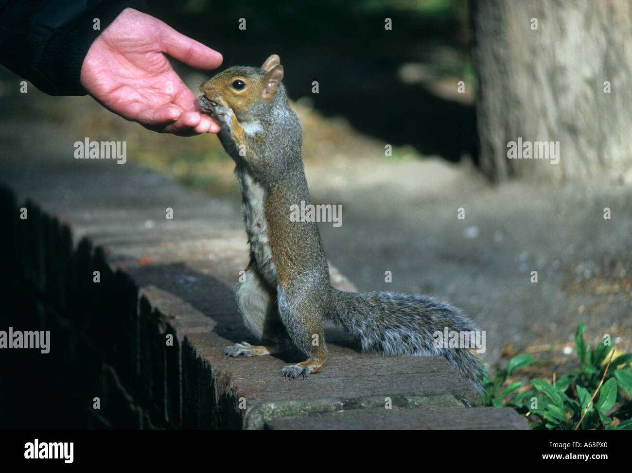 Human friendly squirrel hi-res stock photography and images - Alamy