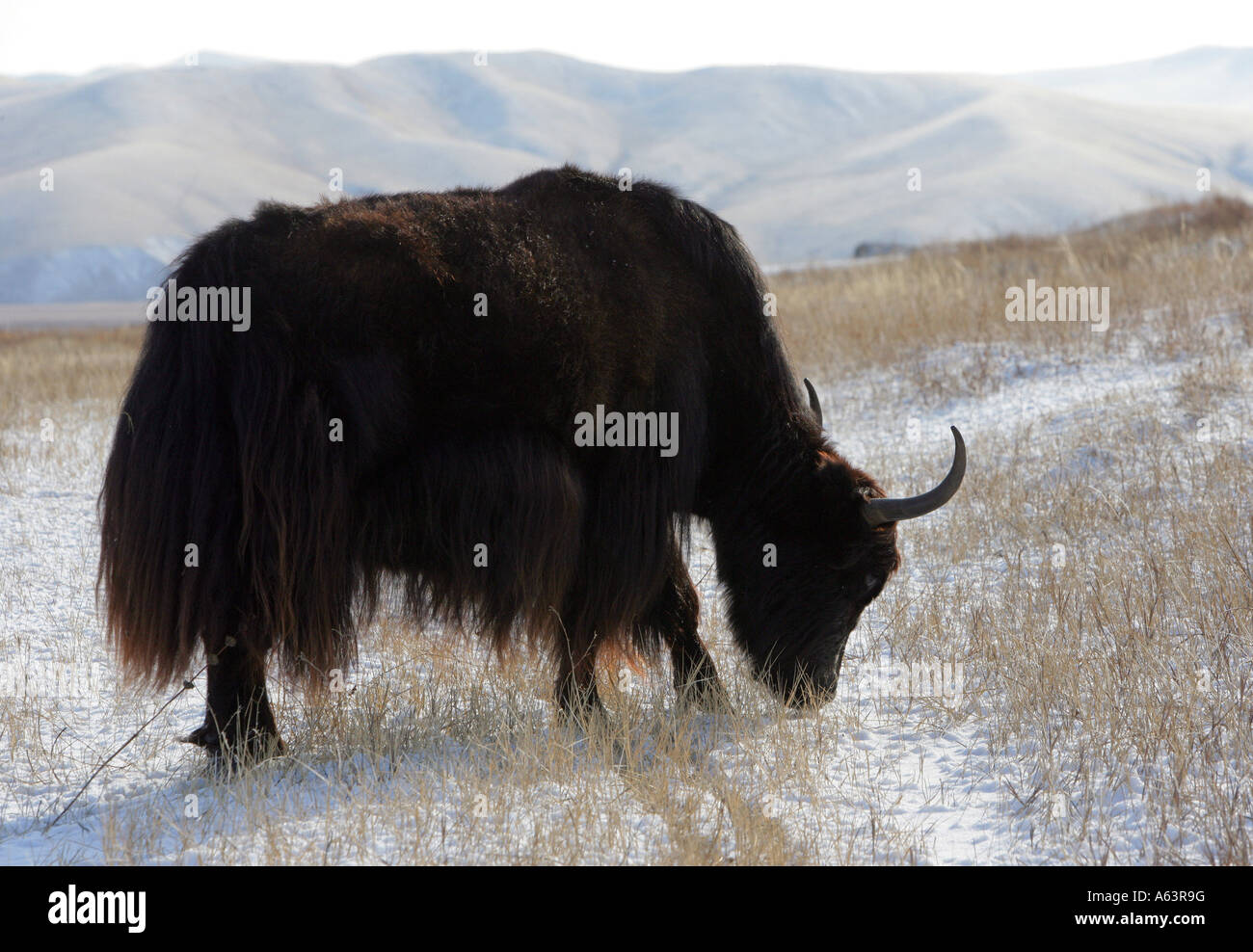 Mongolia - Yak (Bos mutus, Bos grunniens) in the steppes of Mongolia ...
