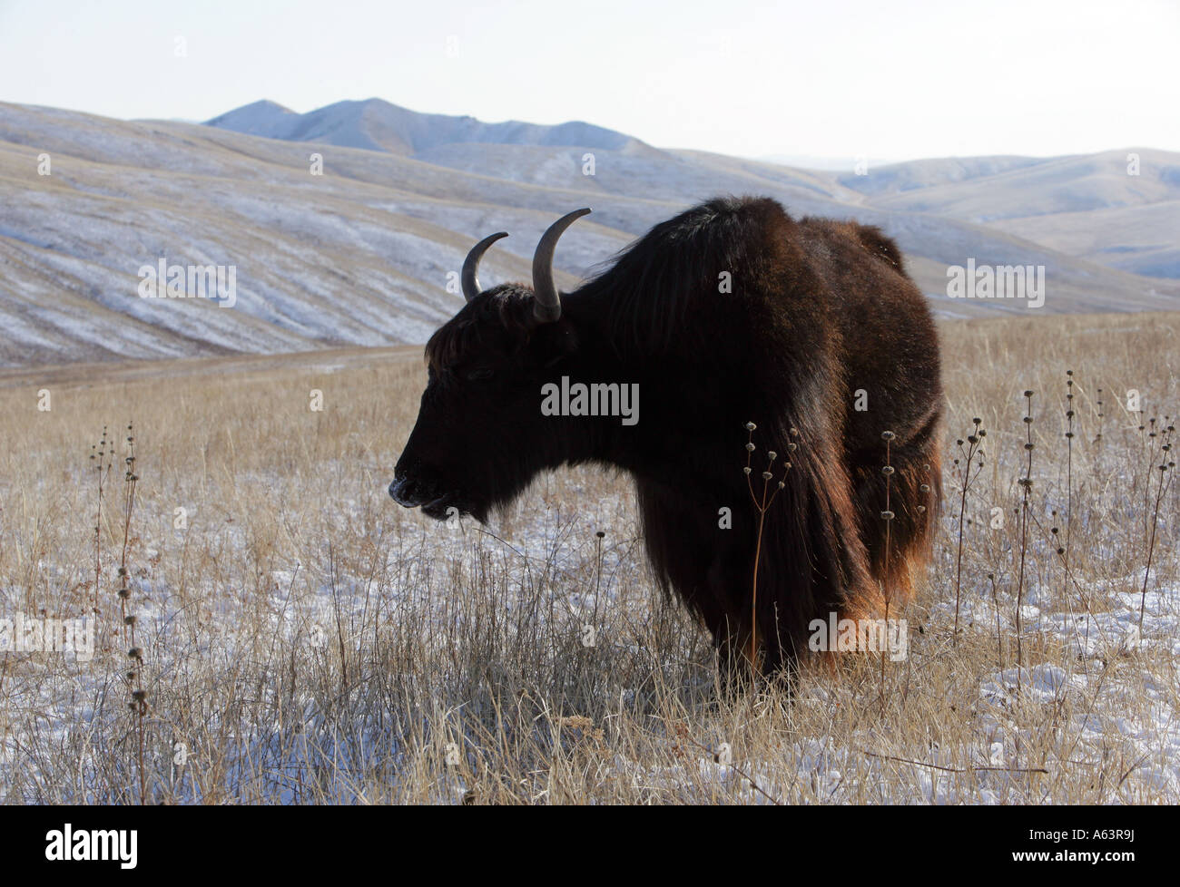 Mongolia - Yak (Bos mutus, Bos grunniens) in the steppes of Mongolia ...