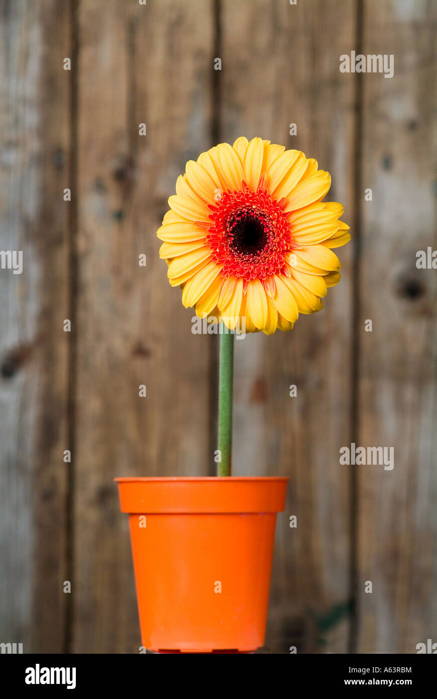 Gerberas hi-res stock photography and images - Alamy