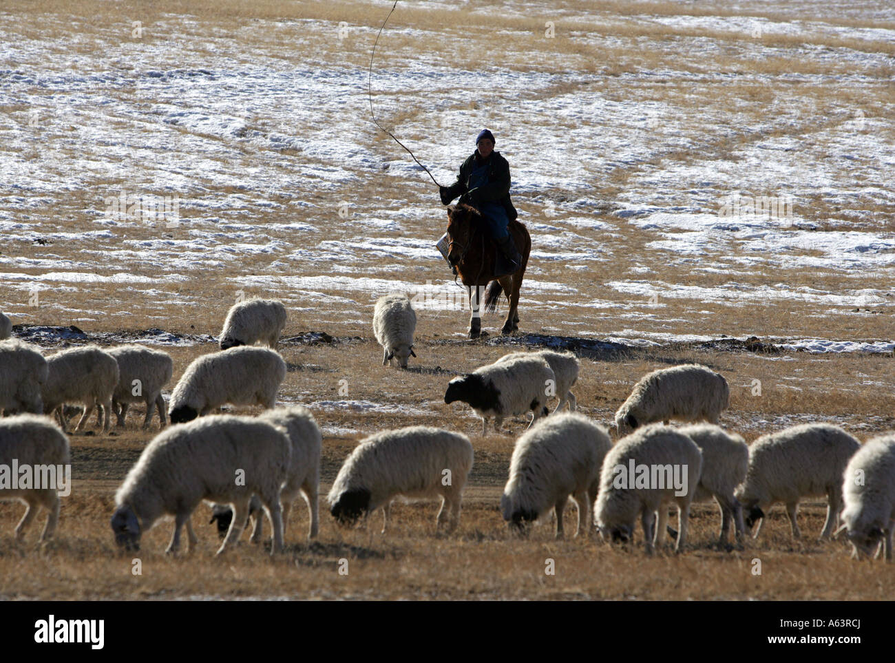Mongolia - Sheep herdsman on horse in the stepps Stock Photo - Alamy