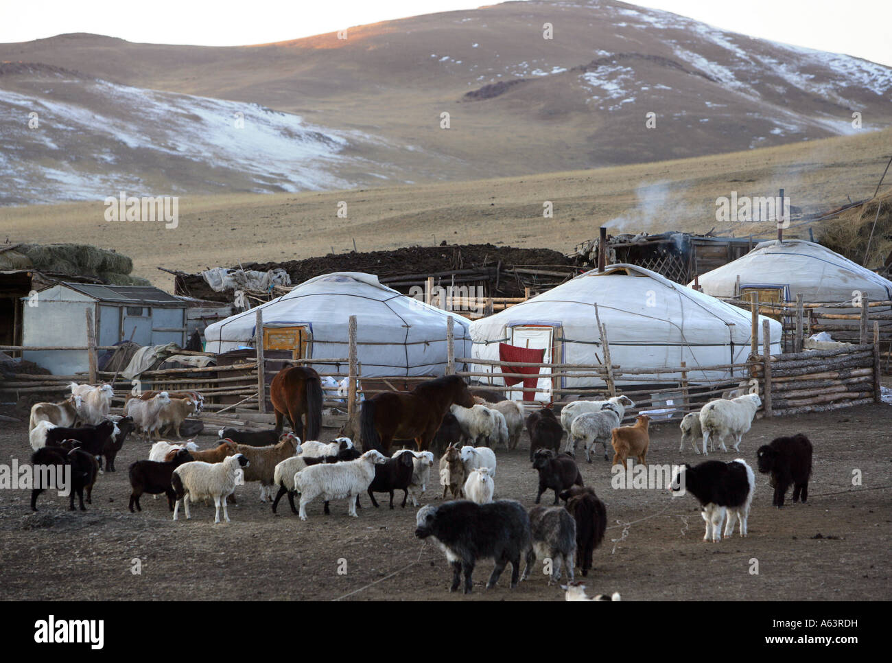 Farm animals winter hi-res stock photography and images - Alamy