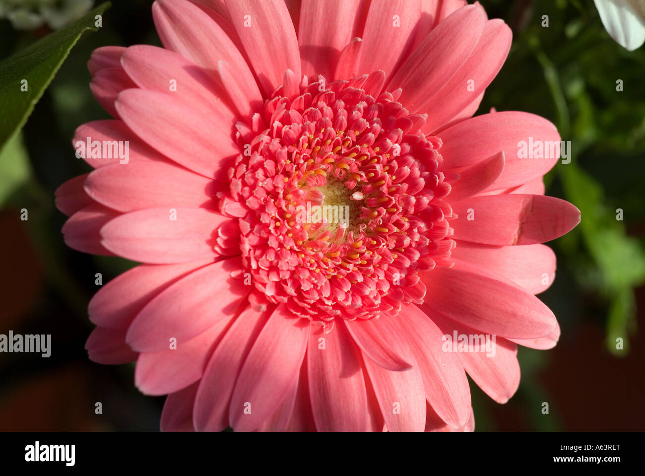 Gerberas hi-res stock photography and images - Alamy
