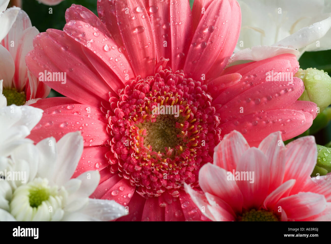 Gerberas hi-res stock photography and images - Alamy
