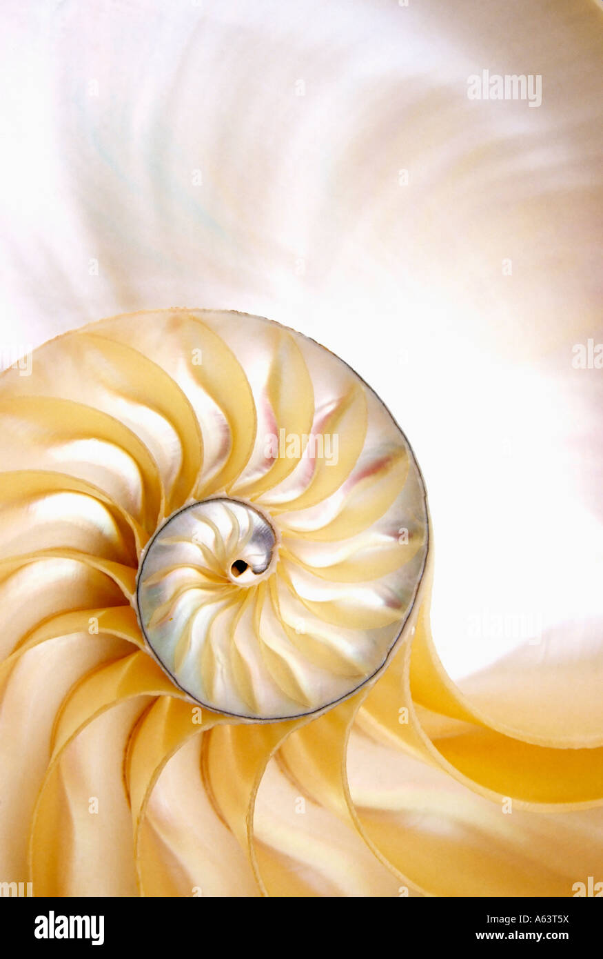 Nautilus shell section Stock Photo - Alamy
