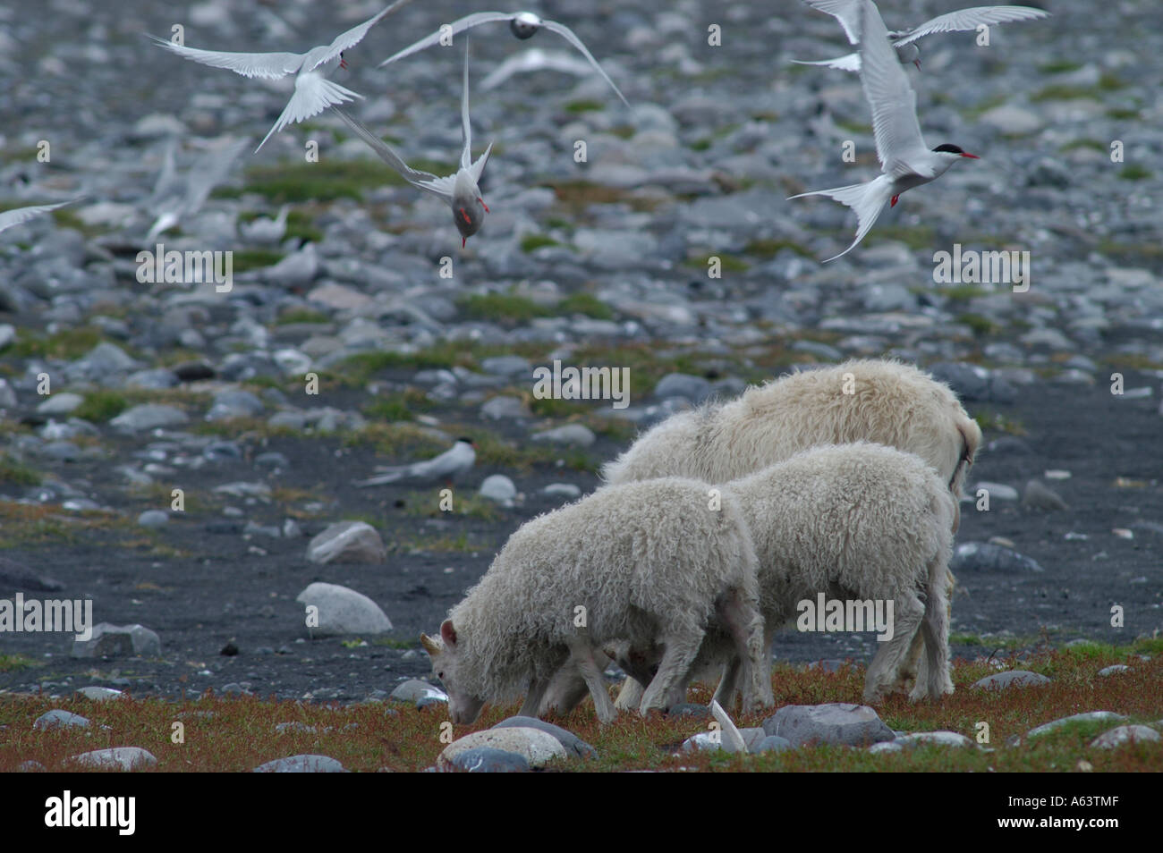 Flying sheep hi-res stock photography and images - Alamy