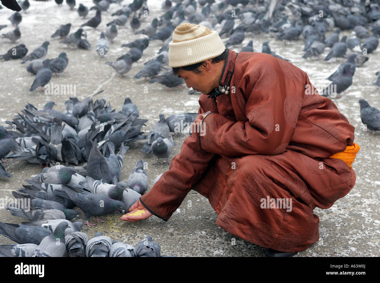 Buddhist Monk And Pigeons High Resolution Stock Photography and Images ...