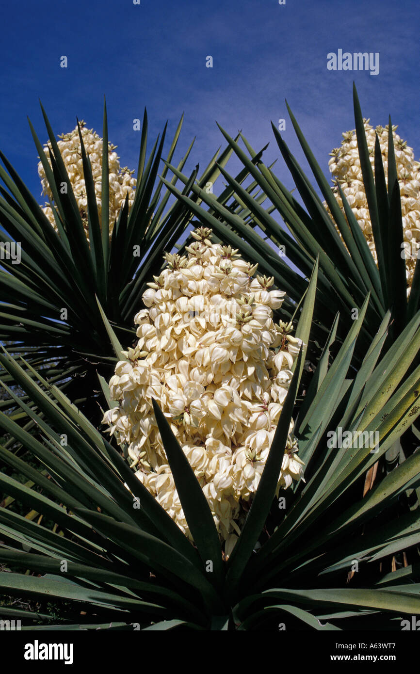 White Yucca Cactus In Bloom Yucca baccata in Central Texas Stock Photo ...