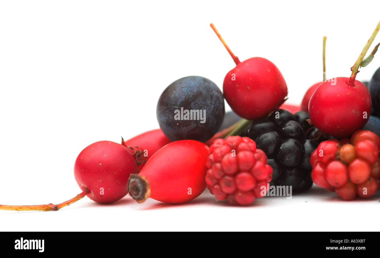 Sloe berries and hawthorn hi-res stock photography and images - Alamy