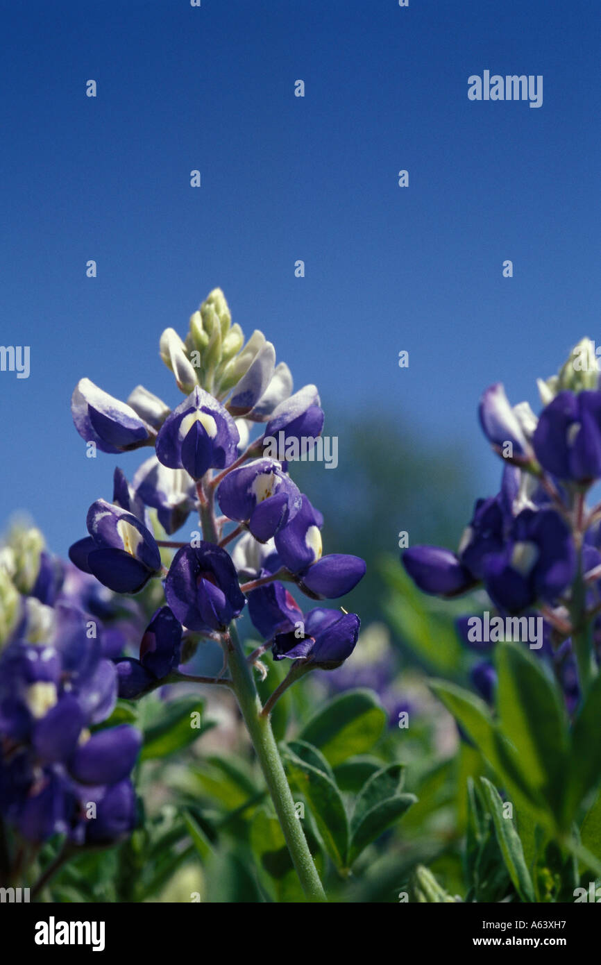 Field Of Texas Bluebonnets Lupinus texensis Fabaceae Central Texas Near ...