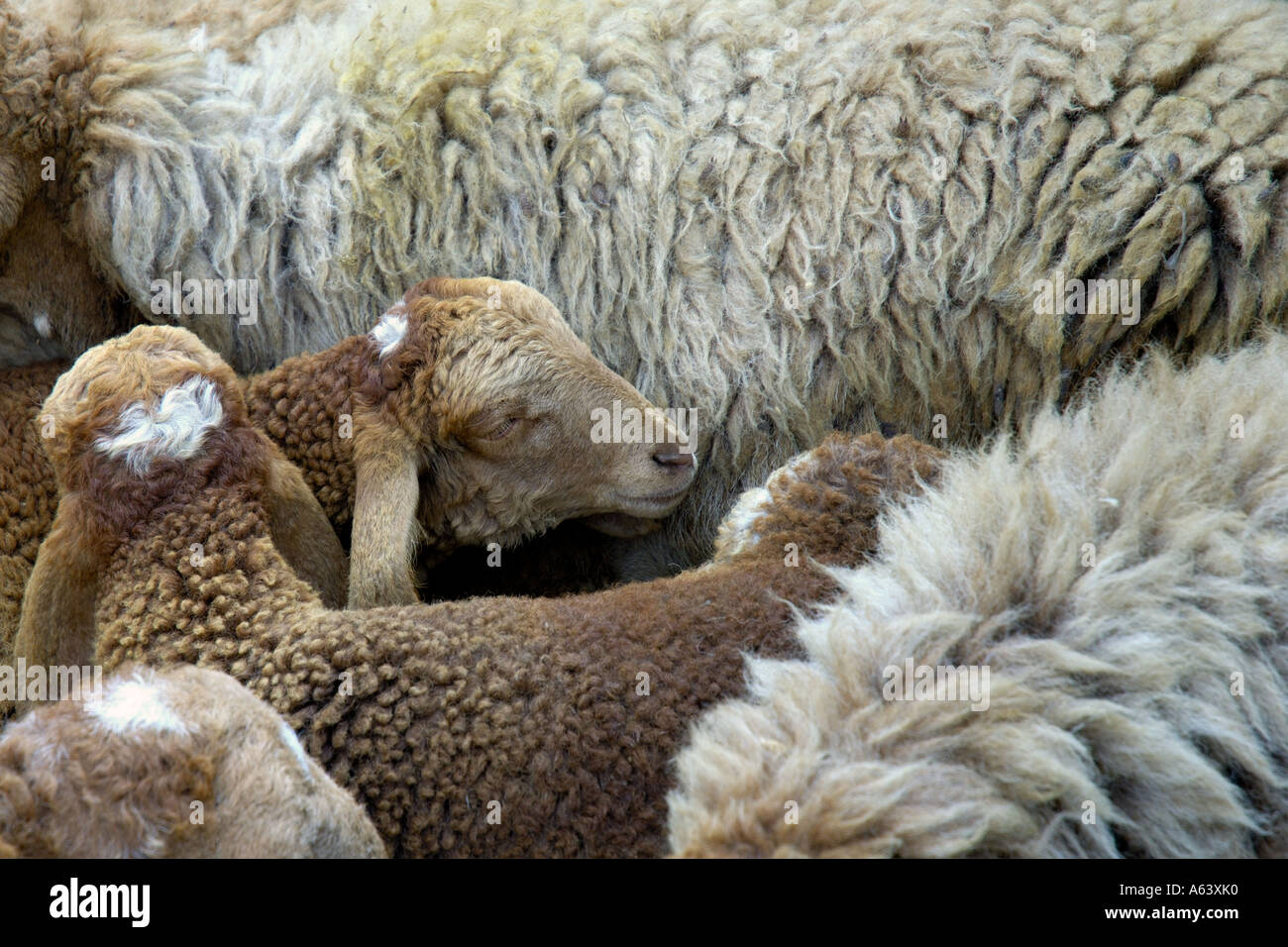 Lamb heads curled up amongst woolly sheep Stock Photo - Alamy