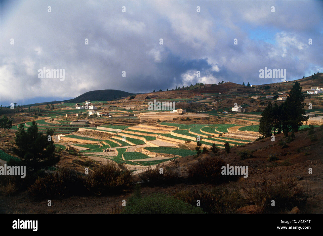 agricultural terraces area of mount montana los mesas island of ...