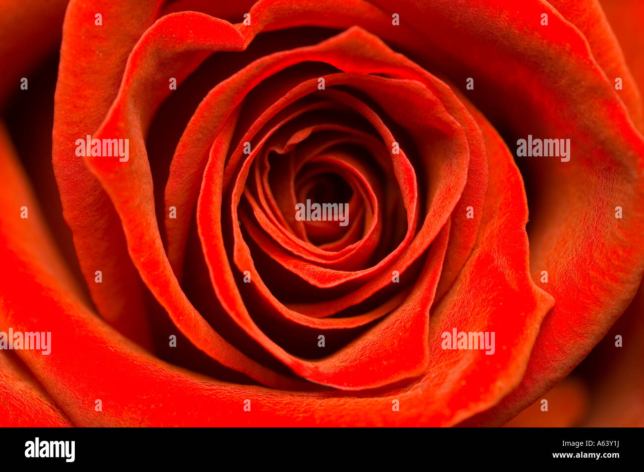Red Rose Macro Stock Photo - Alamy