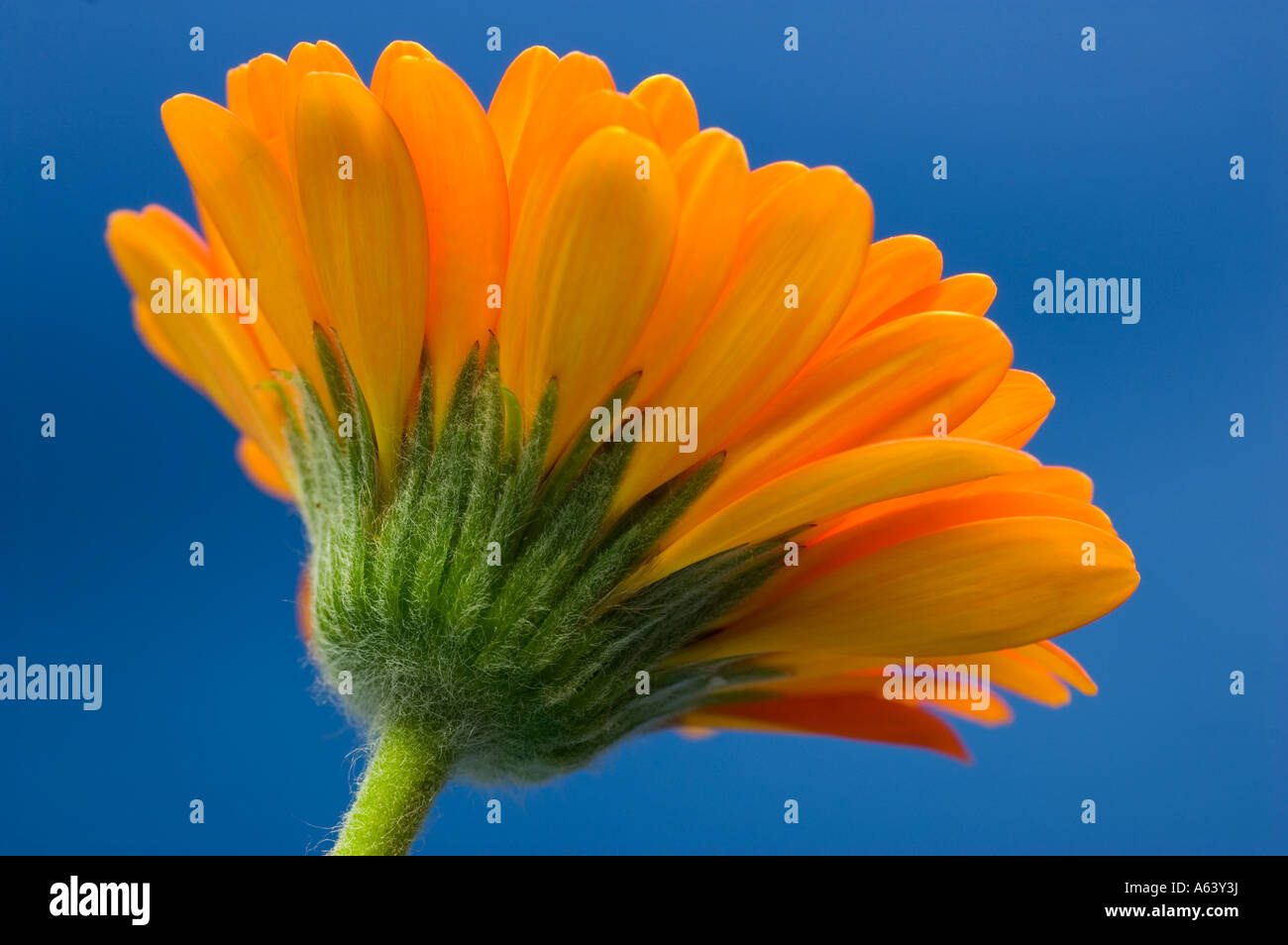 Close Up of an Orange African Gerbera Daisy Stock Photo - Alamy