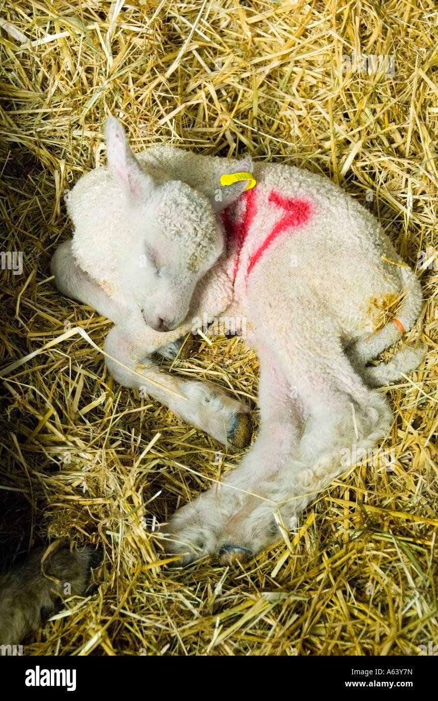 Lamb rearing hi-res stock photography and images - Alamy