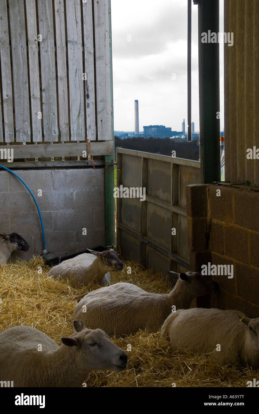 Lambing shed hi-res stock photography and images - Alamy