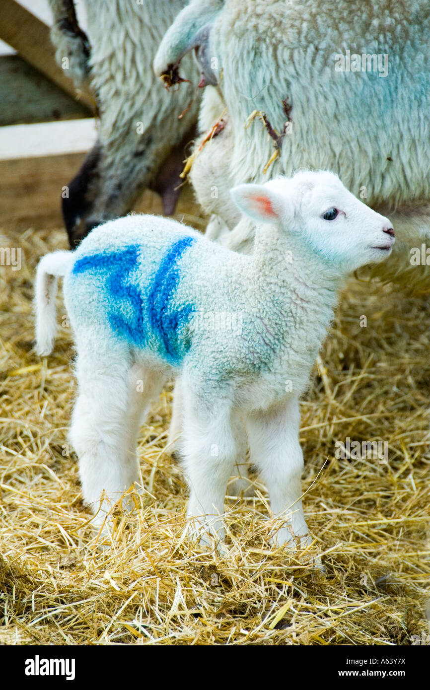 New lamb hi-res stock photography and images - Alamy