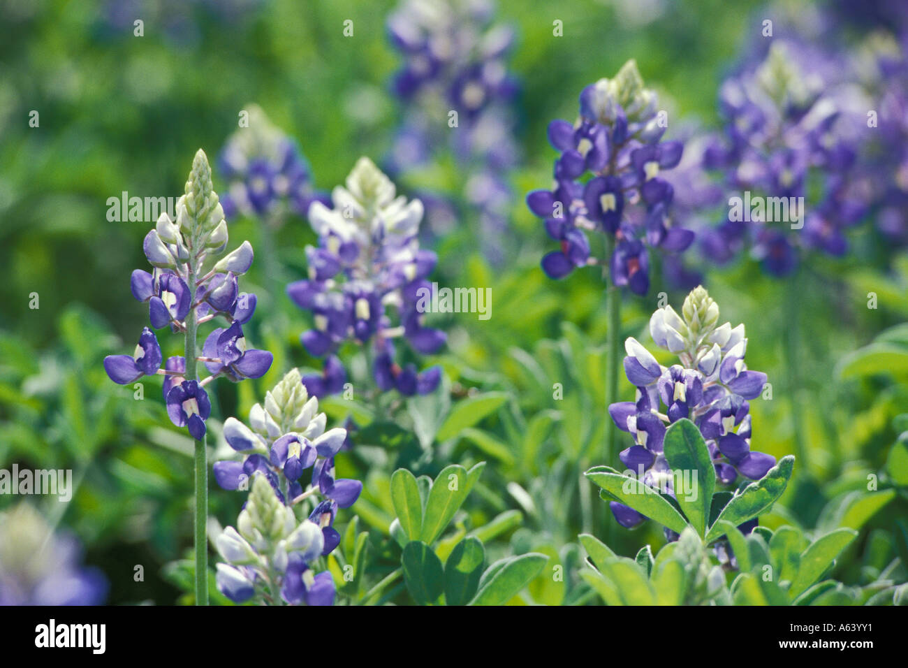 Field Of Texas Bluebonnets Lupinus texensis Fabaceae Central Texas Near ...