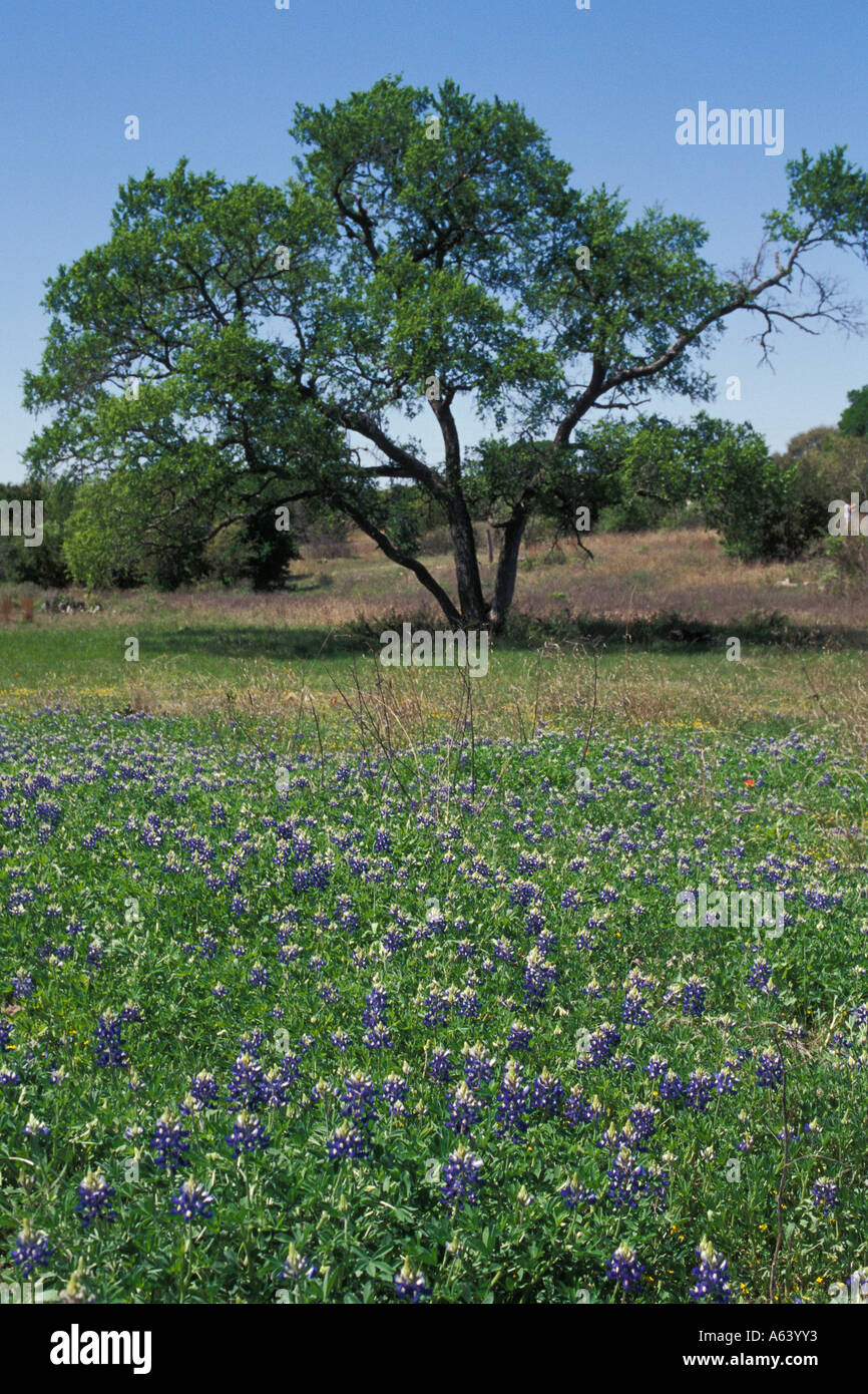 Field Of Texas Bluebonnets Lupinus texensis Fabaceae Central Texas Near ...