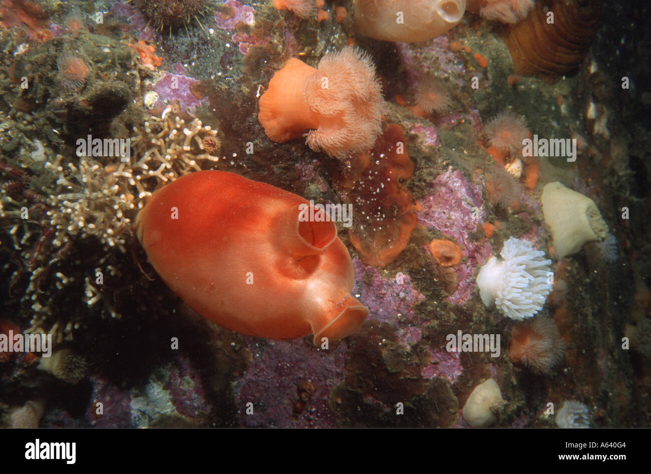 Underwater landscape . Ascidia Halocynthia aurantium , Ascidiacea sea ...