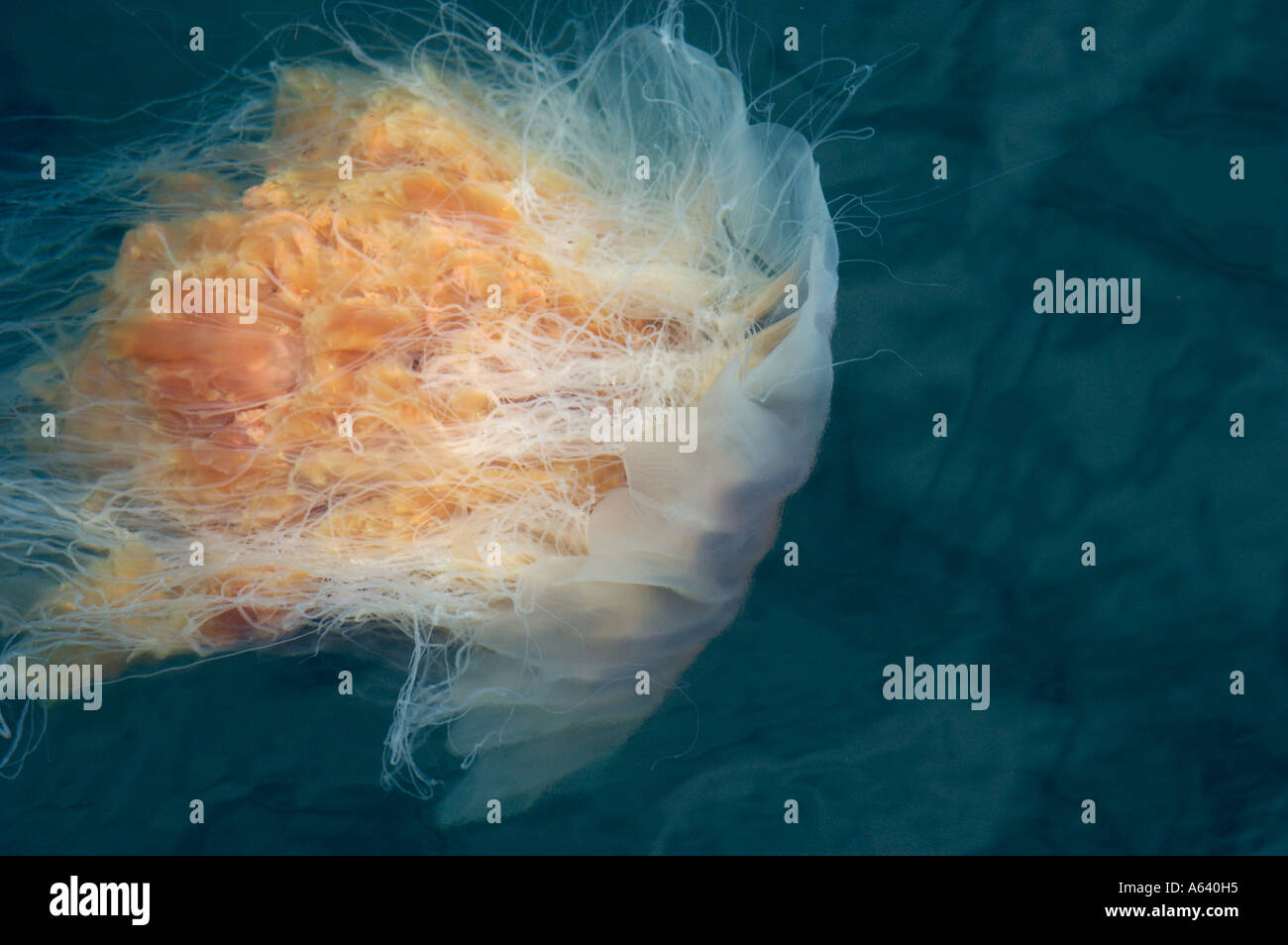 Giant jellyfish Cyanea capillata swimming just below the surface of the ...