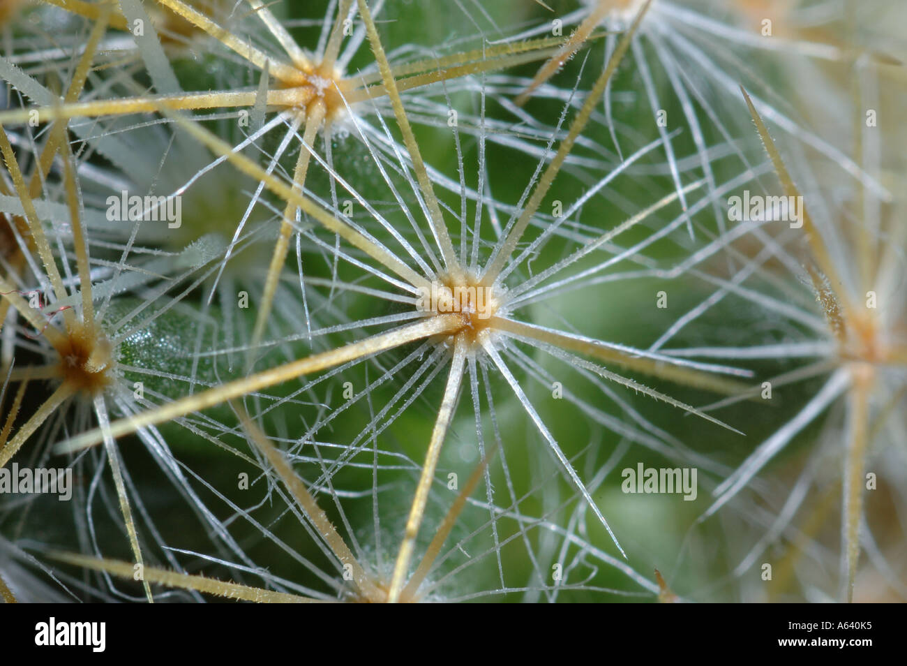 Macro of rosette of radial burs of cactus Mamillaria species Stock ...