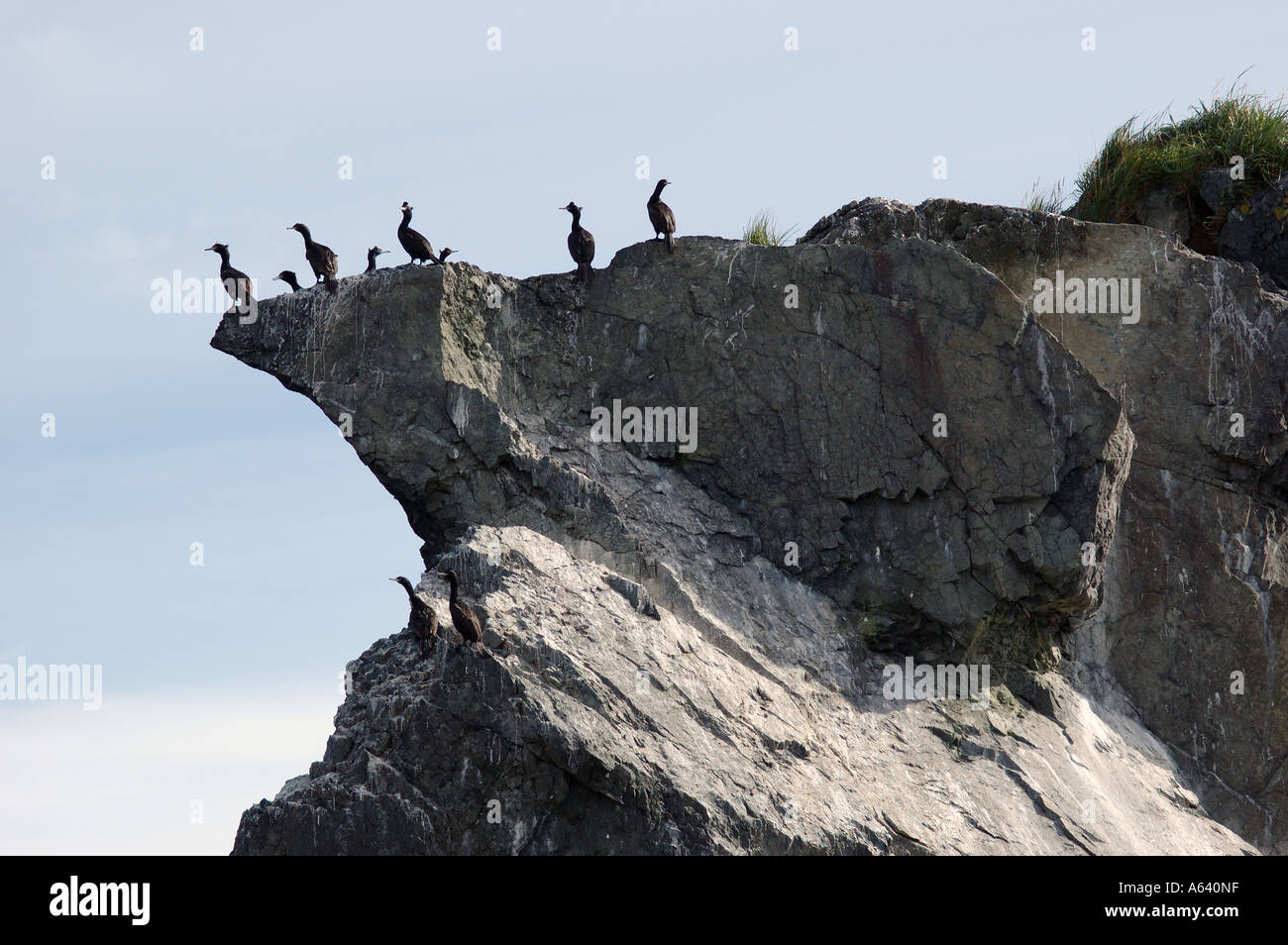 Pacific sea bird Red faced Cormorant and Pelagic Cormorants resting on ...