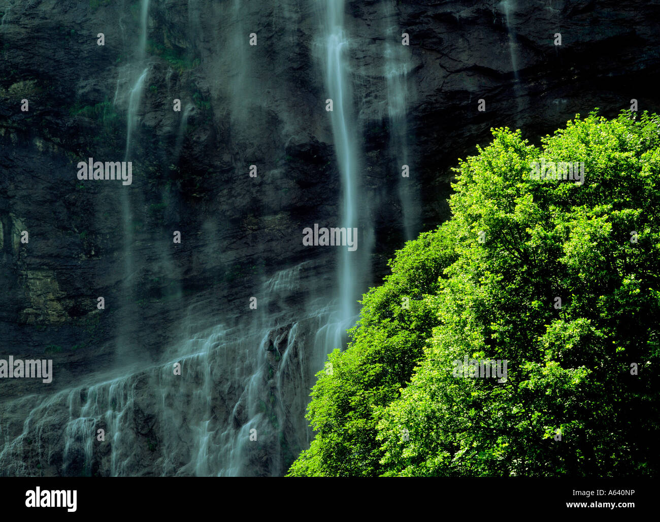 staubbach fall at lauterbrunnen valley region of bernese highland swiss ...