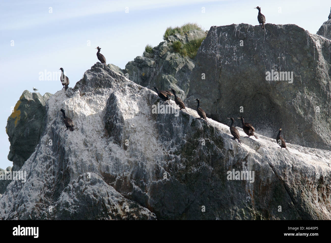 Pacific sea bird Red faced Cormorant and Pelagic Cormorants resting on ...