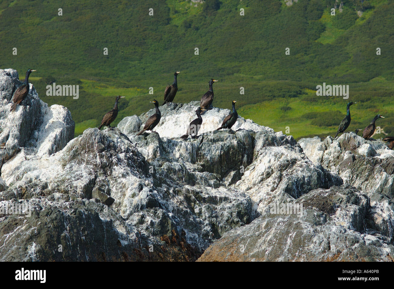 Pacific sea bird Red faced Cormorant and Pelagic Cormorants resting on ...