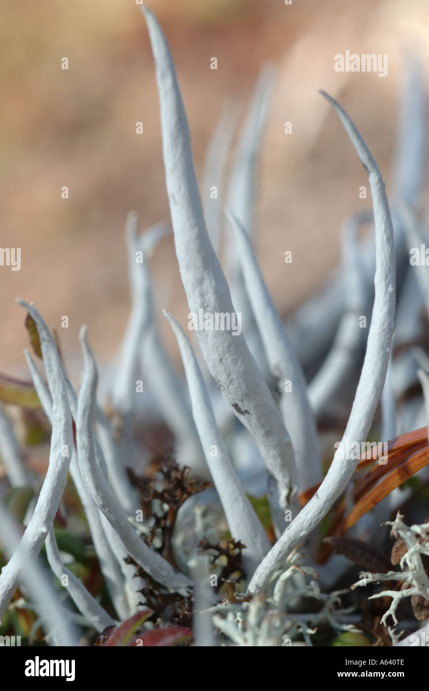 Close up ( macro ) of lichen Thamnolia vermicularis ( the whiteworm ...