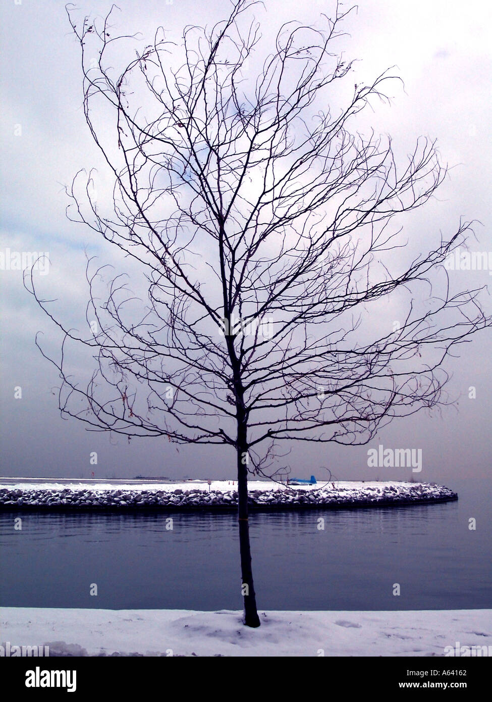 Tree in December Stock Photo - Alamy