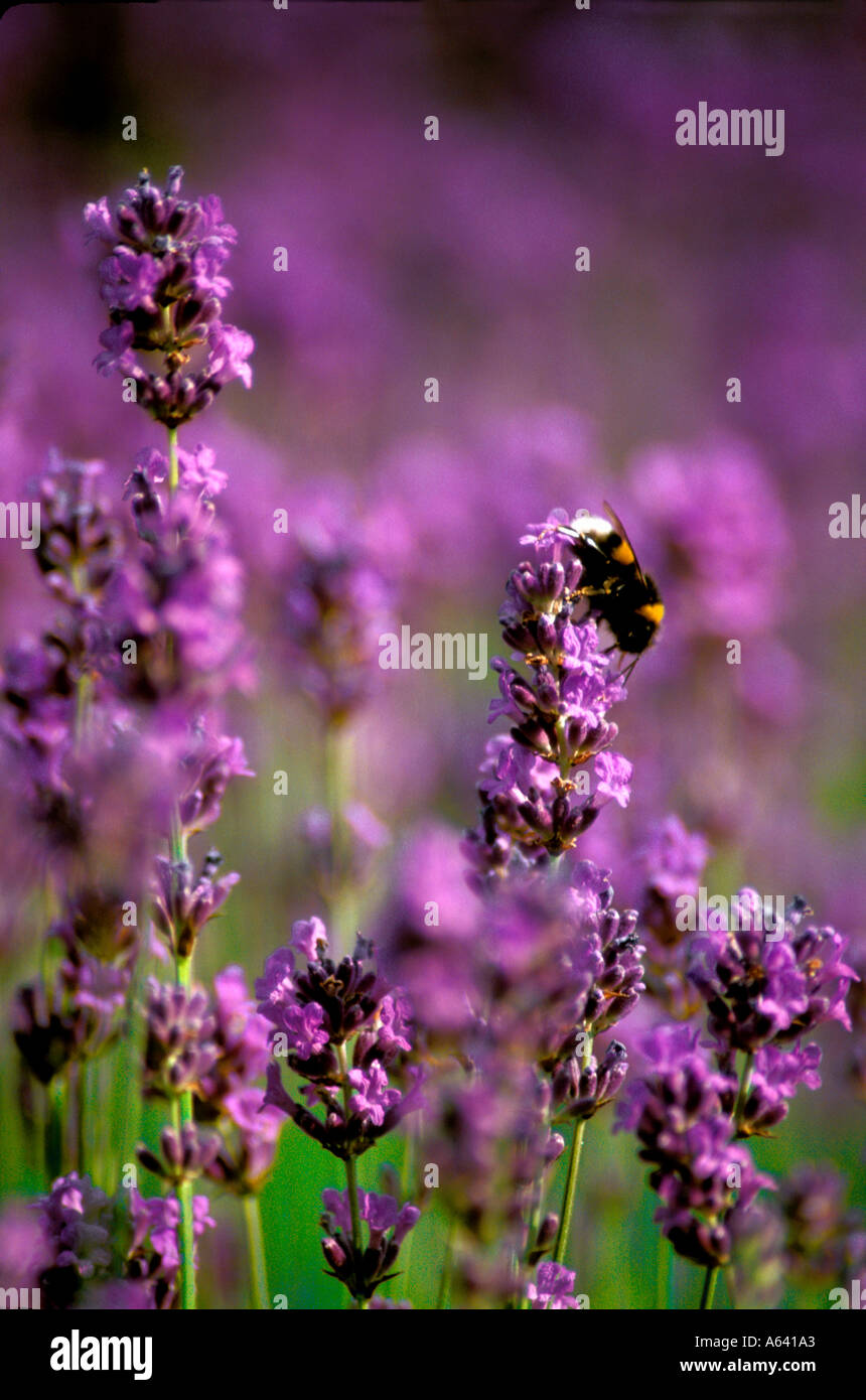 Lavendula angustifolia Munstead family name Labiatae and hummel bee ...