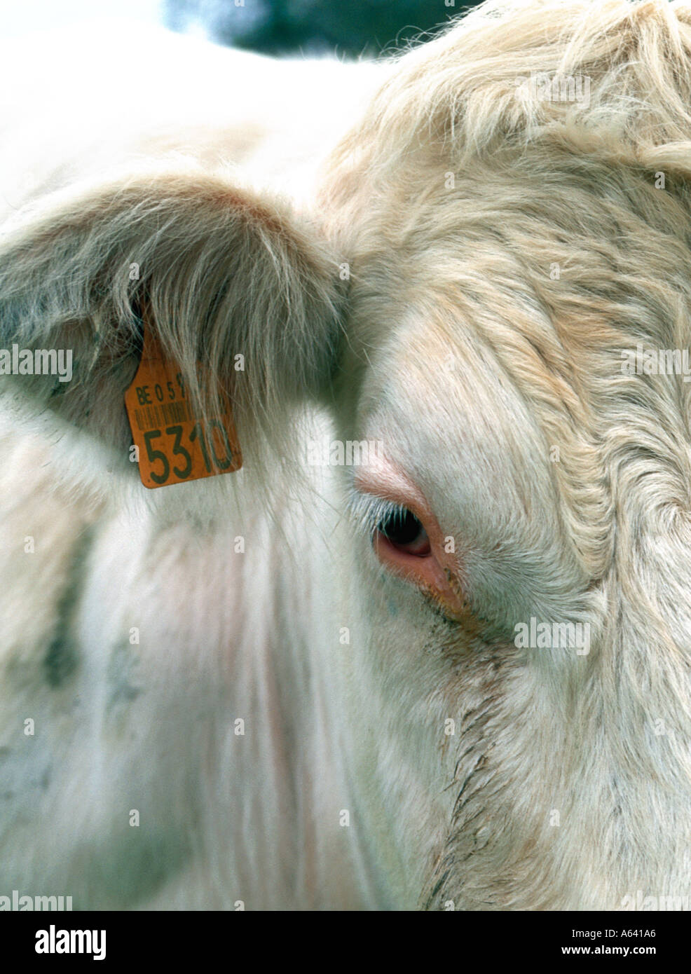 Close up of cow with ear tag Stock Photo - Alamy