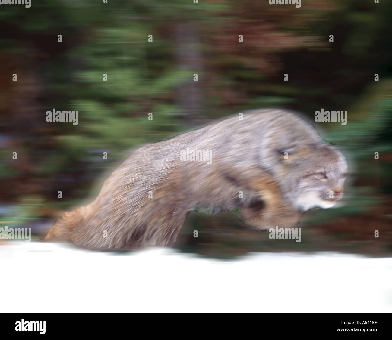 Canadian lynx in winter near Glacier National Park, Montana Stock Photo ...