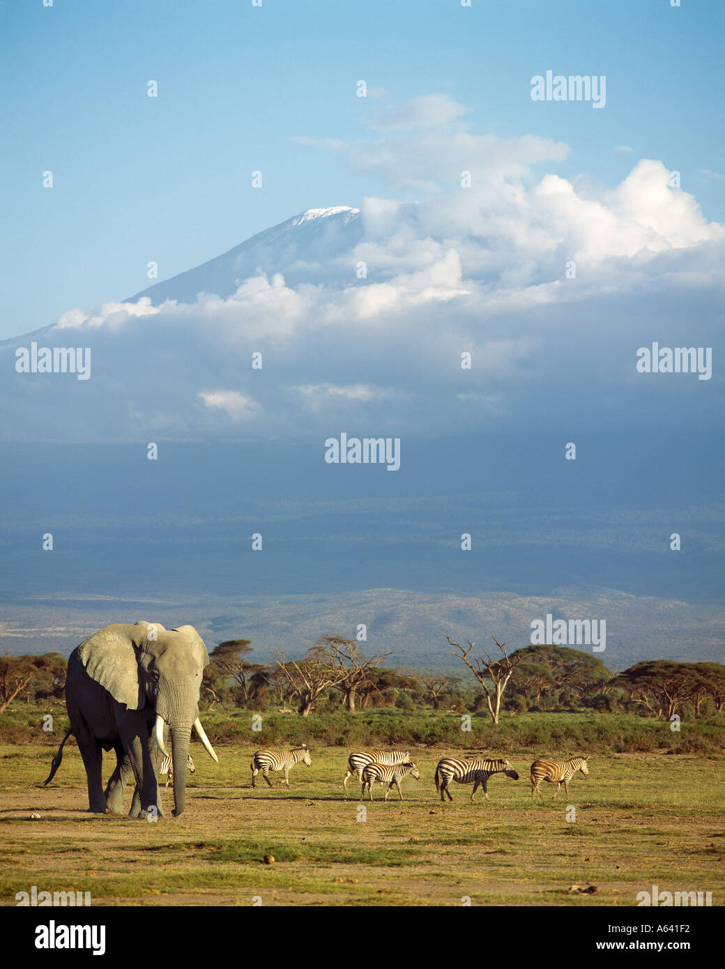 Elephant at sunset in front of Mt Kilamanjaro, Amboseli National Park ...