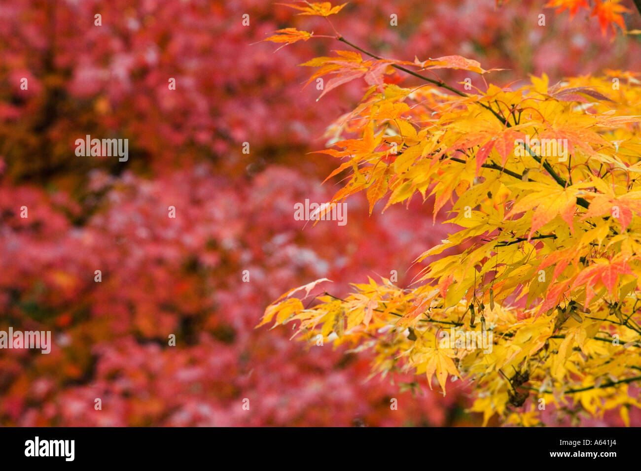 Japan, Kyoto, Maple leaves Stock Photo - Alamy