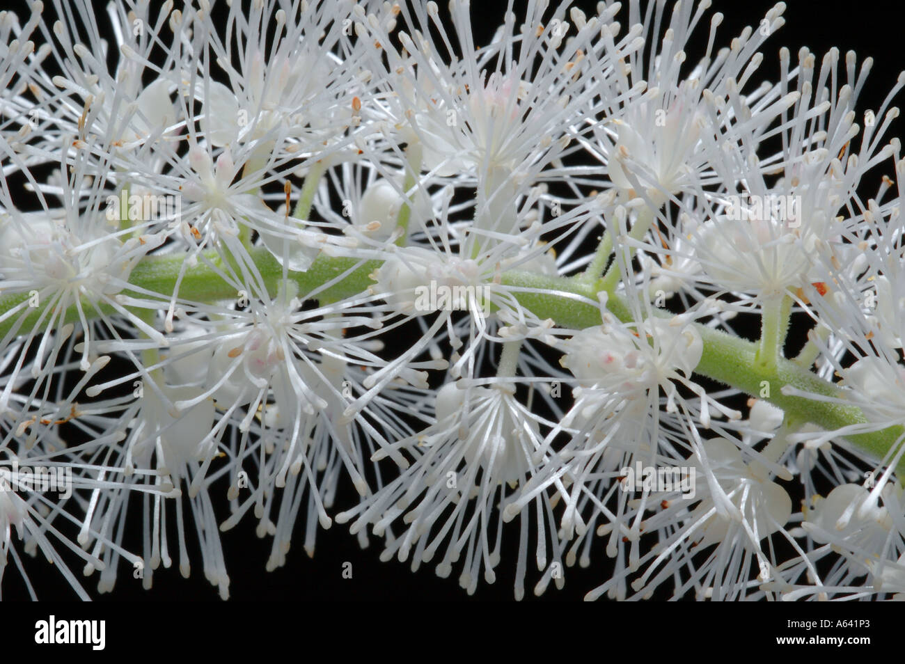 Inflorescence of flowers of poisonous herb plant White Pearl Bugbane ...