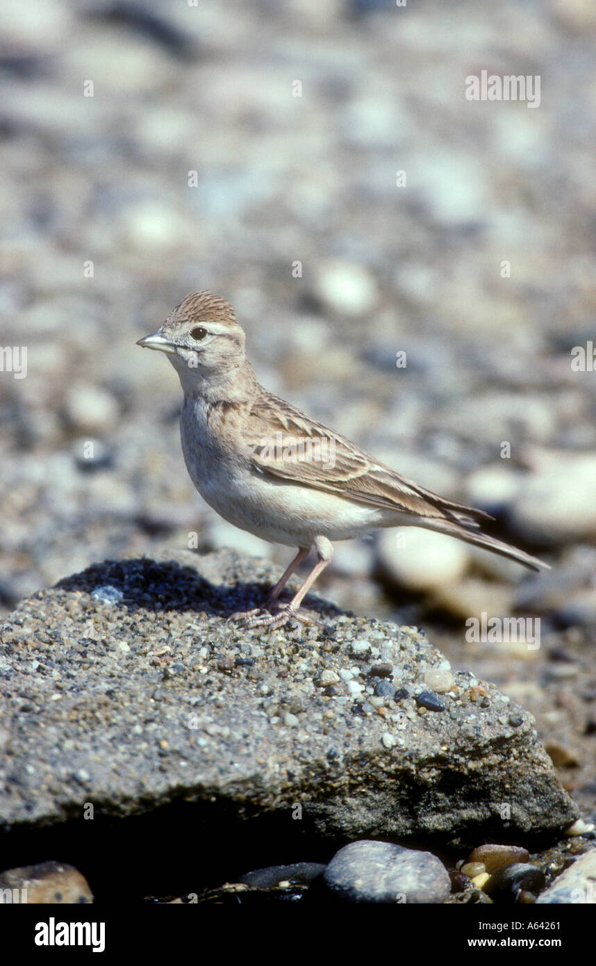 SHORT TOED LARK Calandrella brachydactyla Stock Photo - Alamy